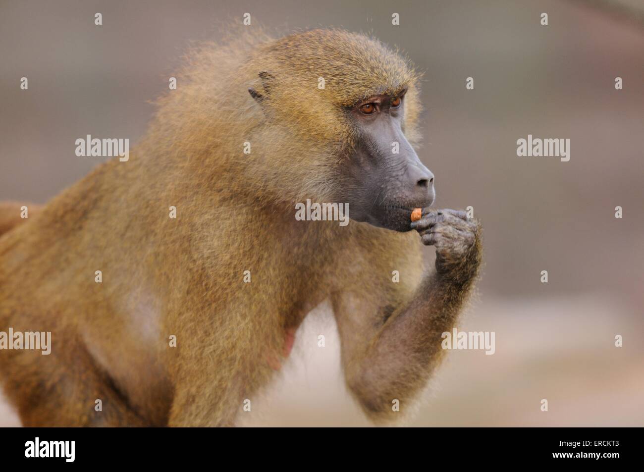 Baboon eat hi-res stock photography and images - Alamy
