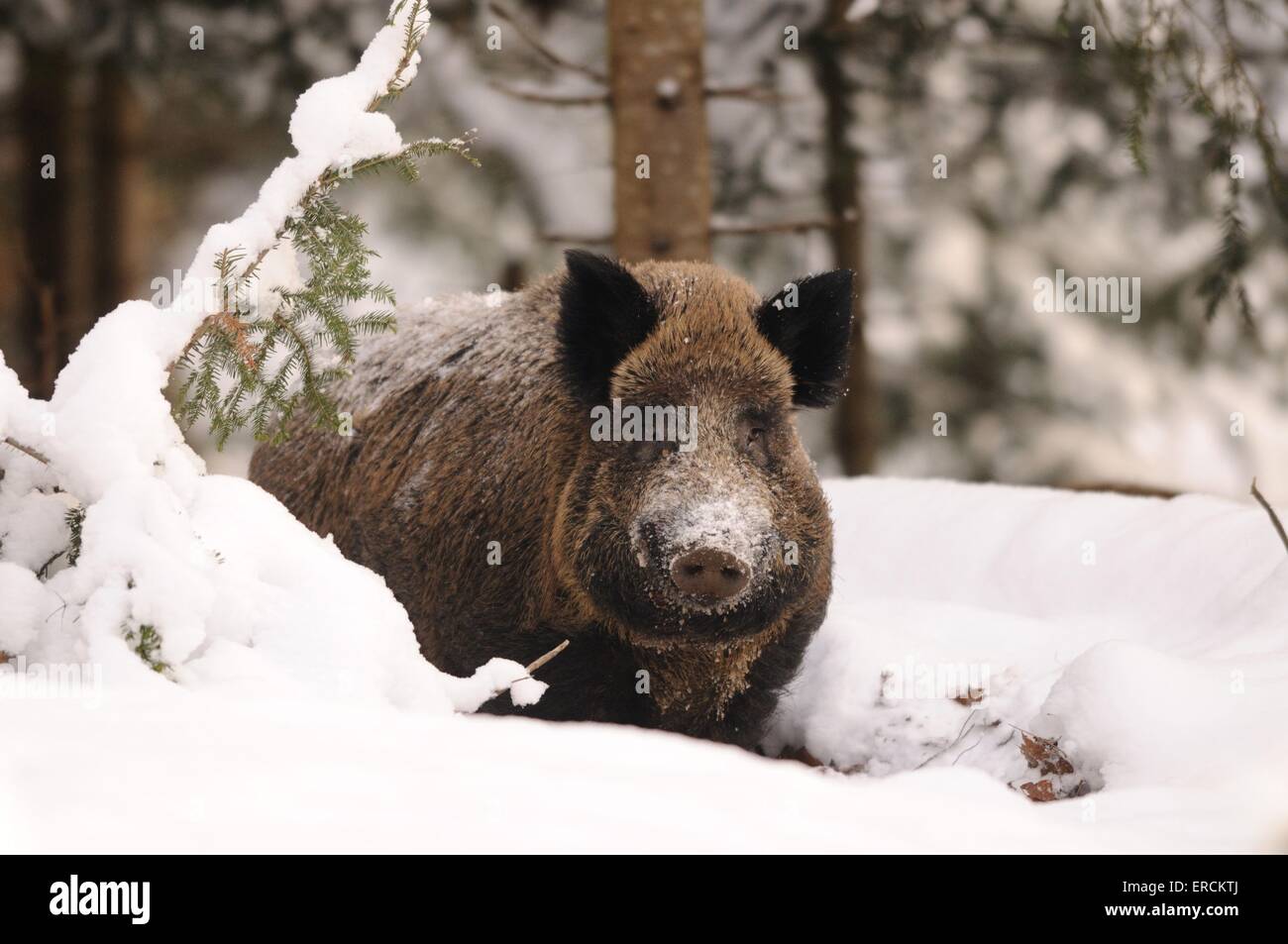 Camera hog hi-res stock photography and images - Alamy
