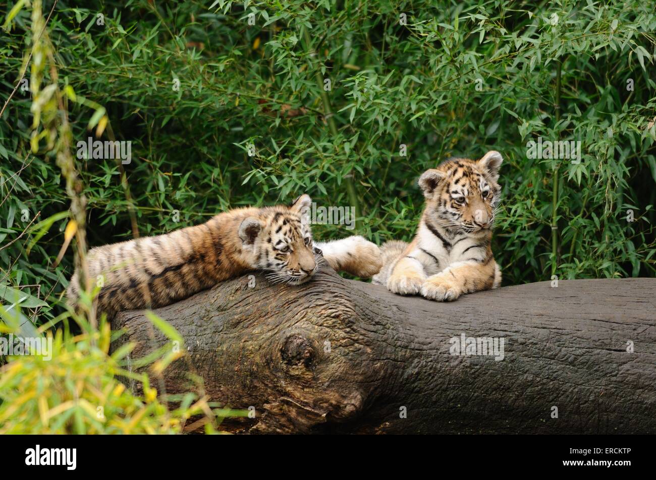 Side view tiger hi-res stock photography and images - Alamy