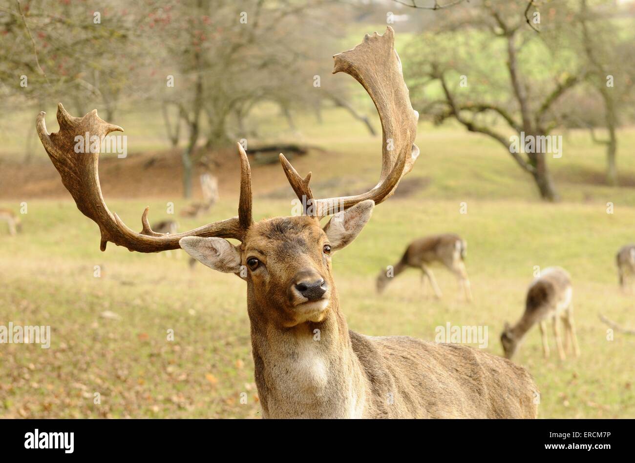 Deer greenery hi-res stock photography and images - Alamy