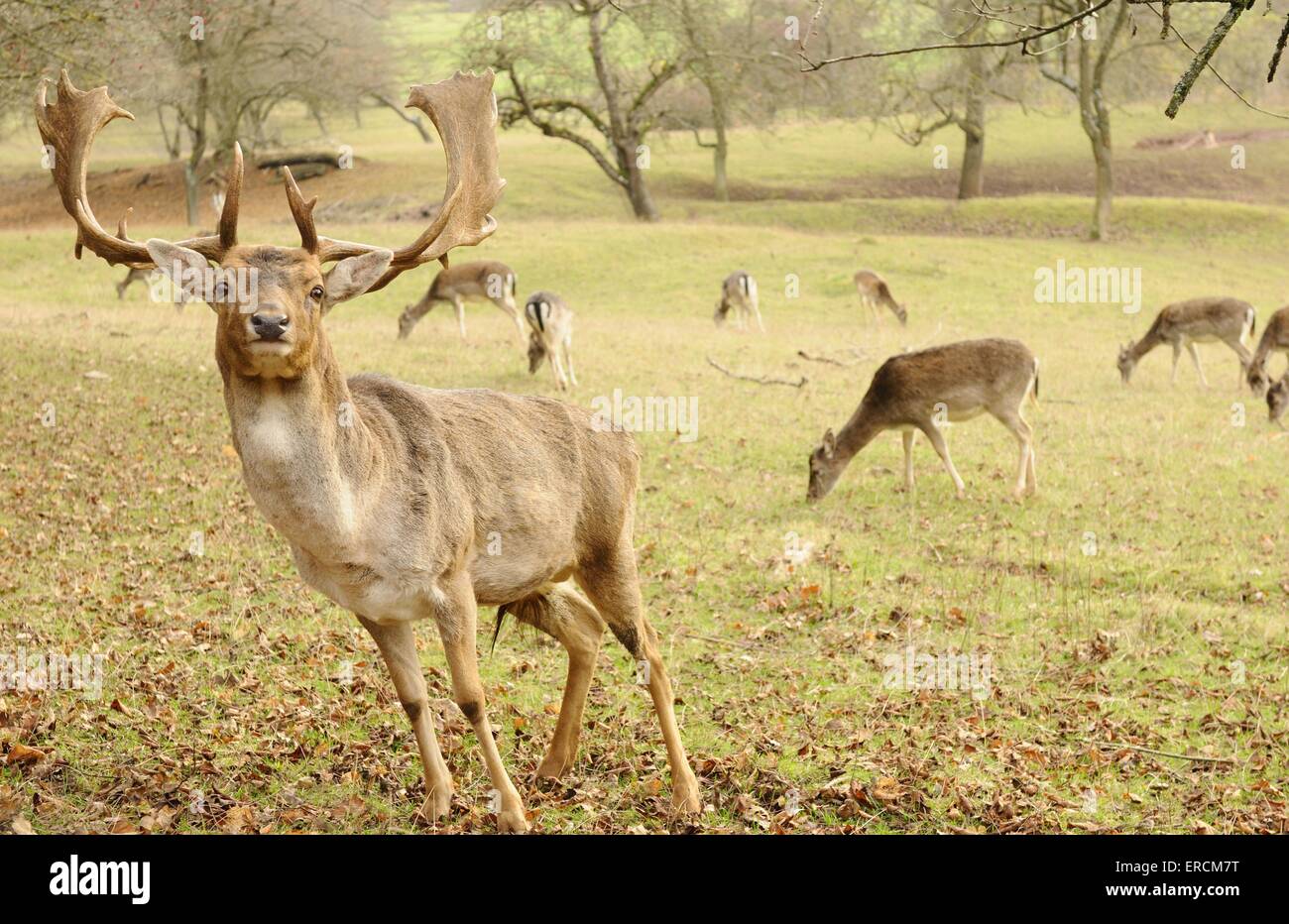 Deer pasturing hi-res stock photography and images - Alamy