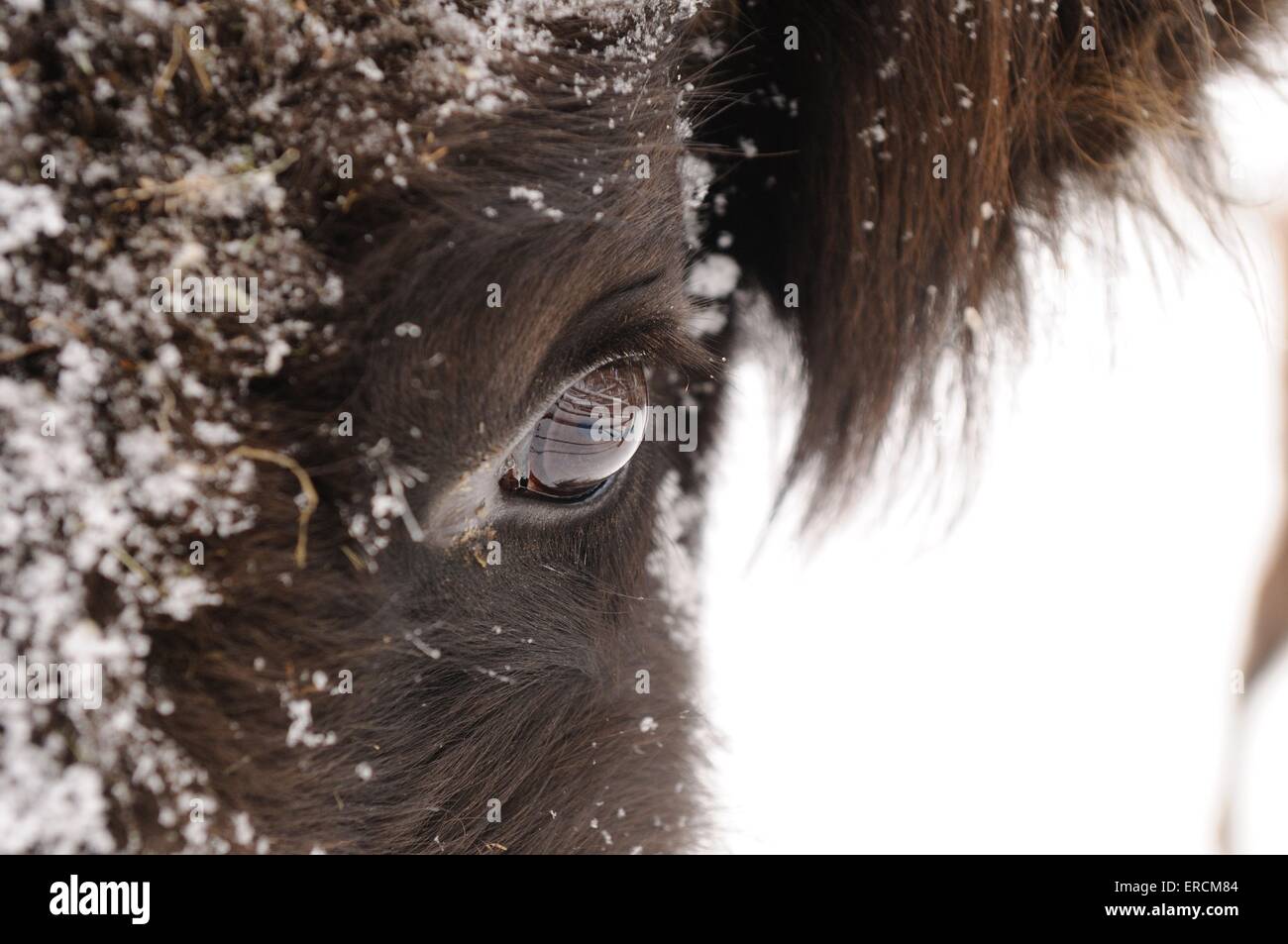 European bison eye Stock Photo - Alamy