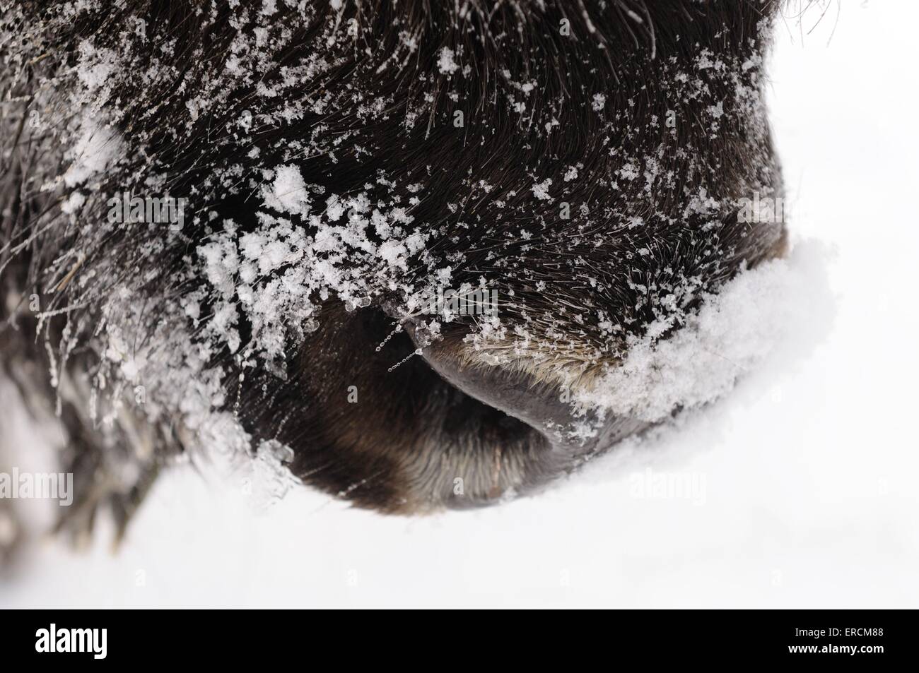 European bison mouth Stock Photo - Alamy