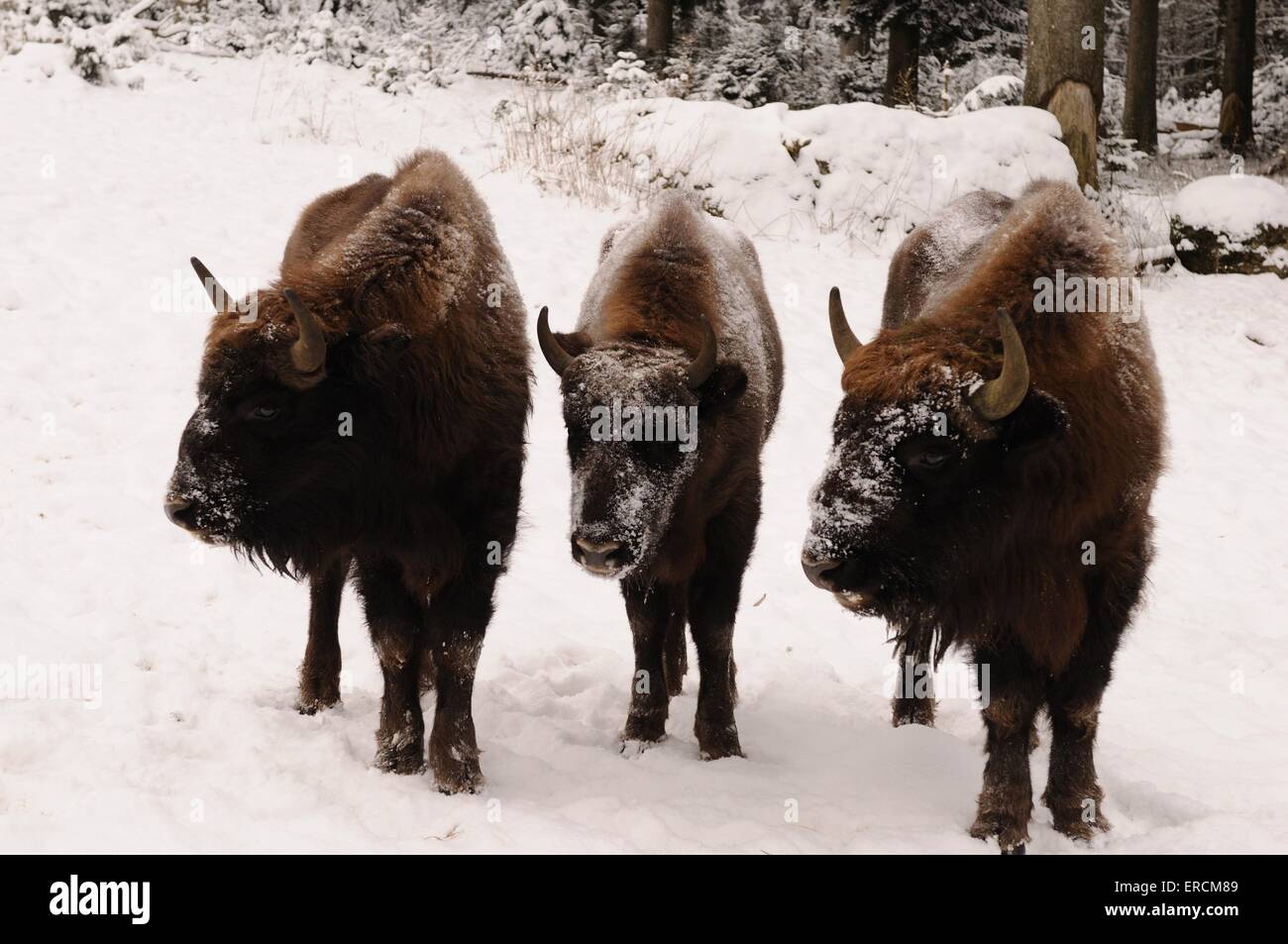 Bisons hi-res stock photography and images - Alamy