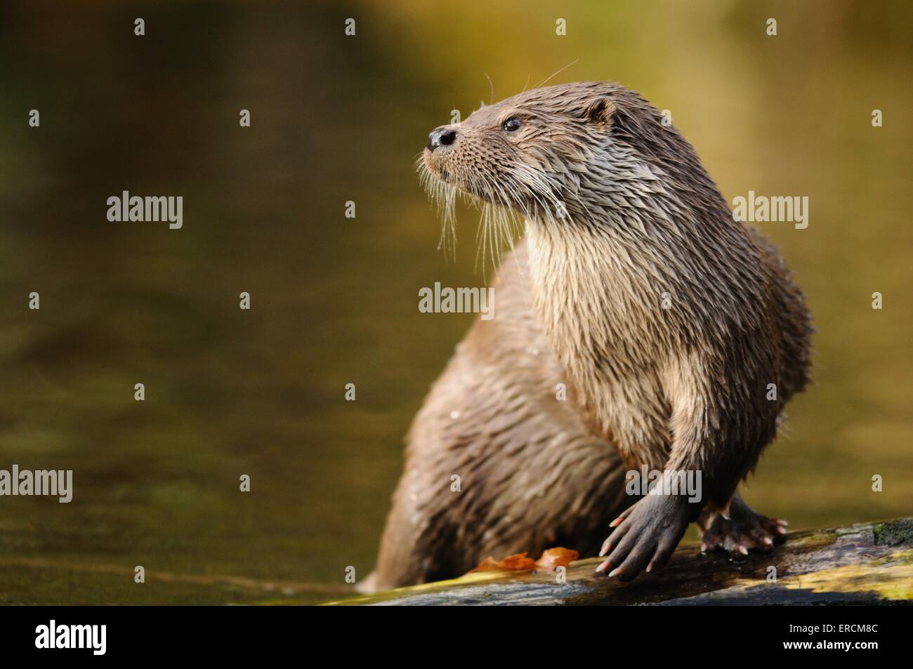 Otter riverbank hi-res stock photography and images - Alamy
