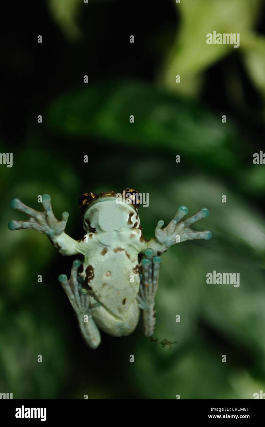 Milk frogs hi-res stock photography and images - Alamy