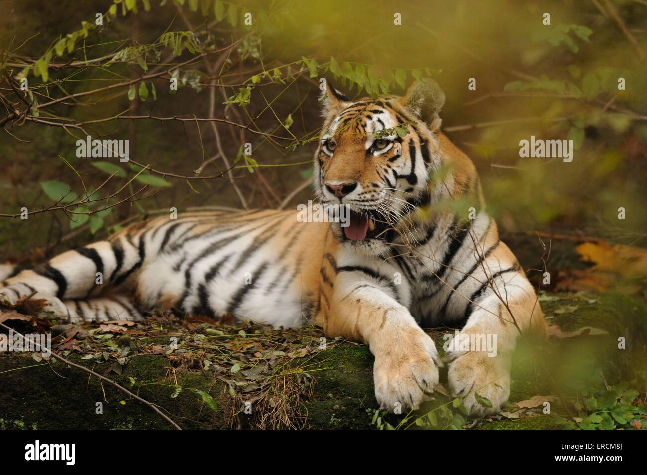 Earth tiger hi-res stock photography and images - Alamy