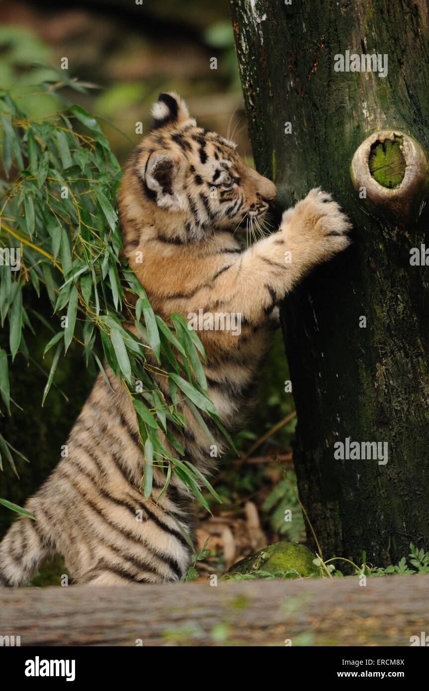 Tiger climbing hi-res stock photography and images - Alamy
