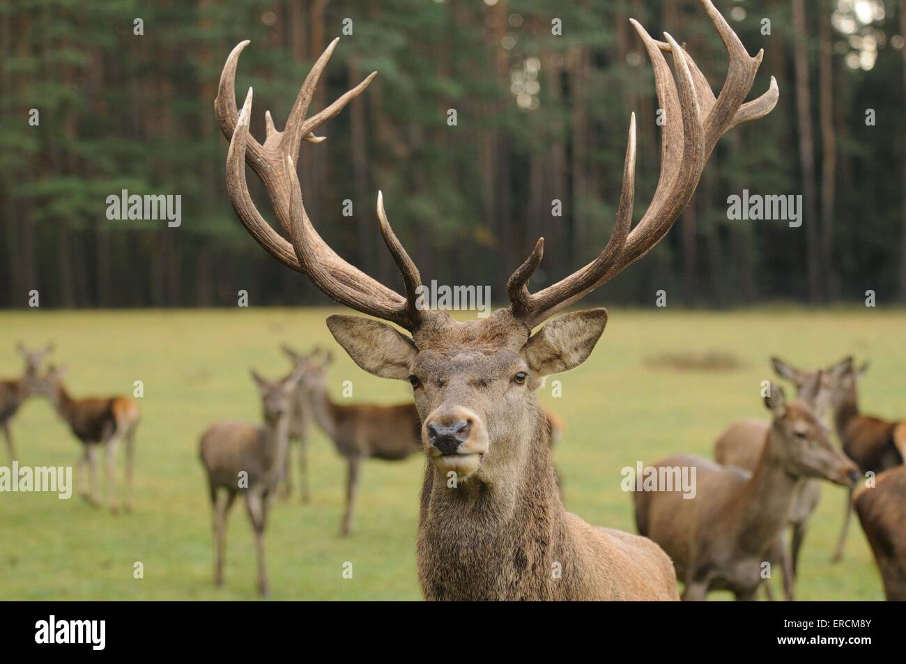 Herds of deer hi-res stock photography and images - Alamy