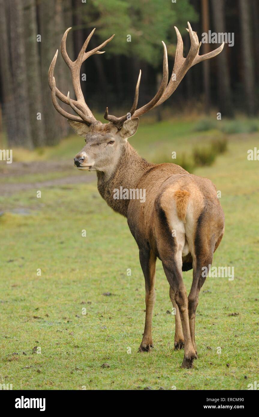 Deer rear view hi-res stock photography and images - Alamy