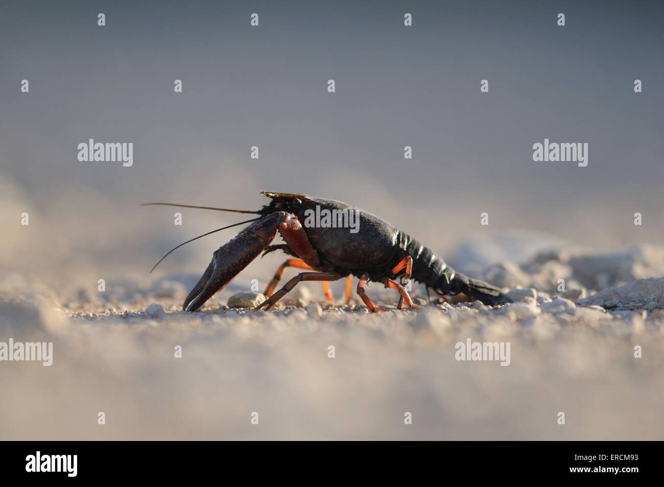 Ground crayfish hi-res stock photography and images - Alamy