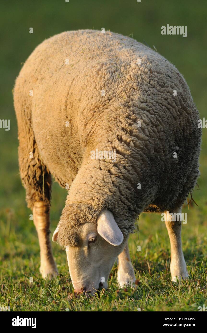Sheep pasturing hi-res stock photography and images - Alamy