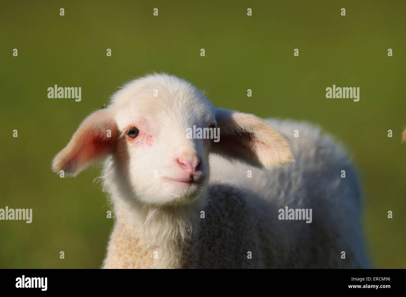 Heads of lamb hi-res stock photography and images - Alamy