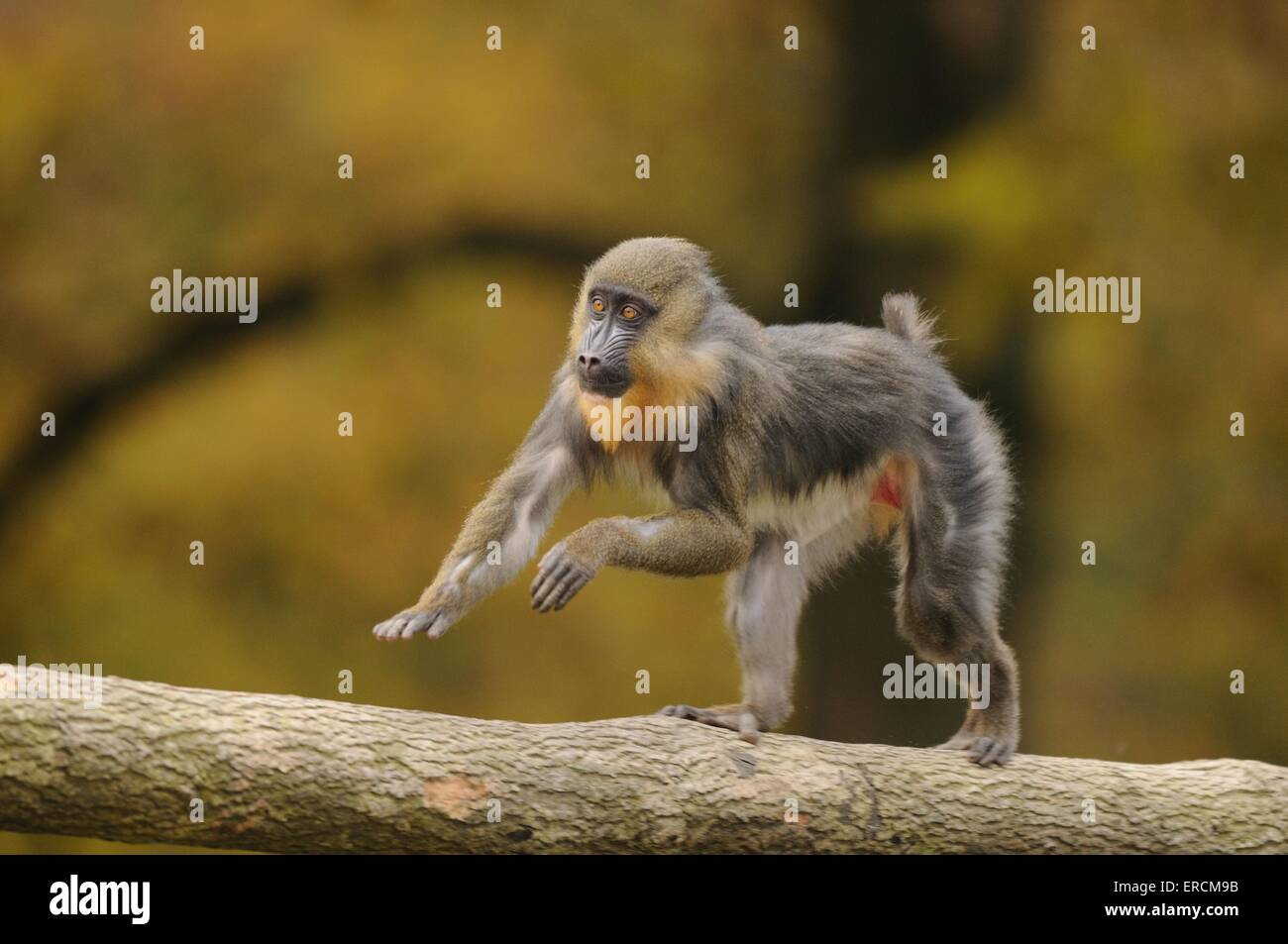 Monkey running hi-res stock photography and images - Alamy