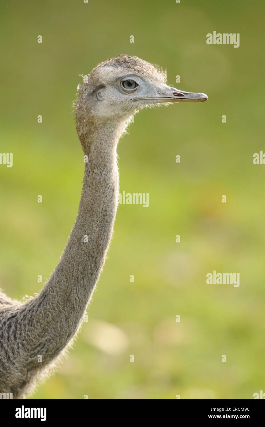 Greater rhea hi-res stock photography and images - Alamy