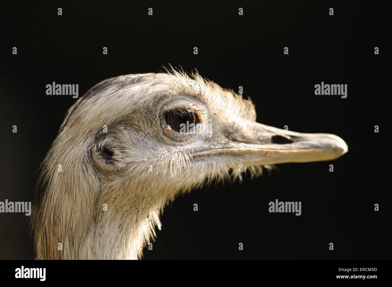 Greater rhea hi-res stock photography and images - Alamy