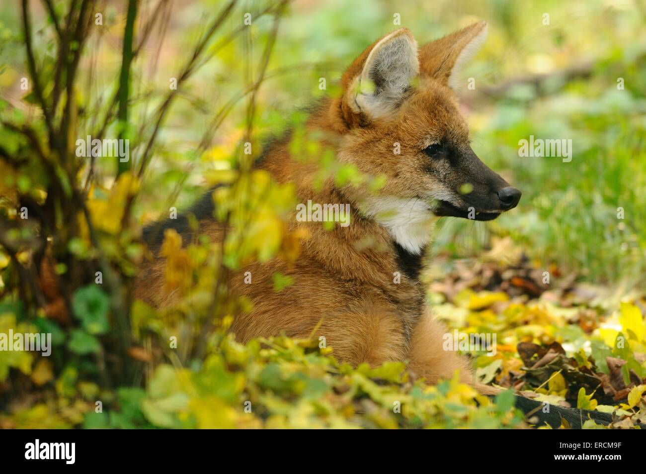Wolf side profile hi-res stock photography and images - Alamy