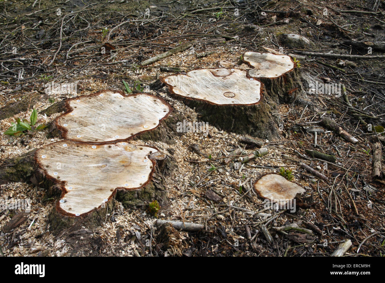 tree stumps in woodland Stock Photo - Alamy