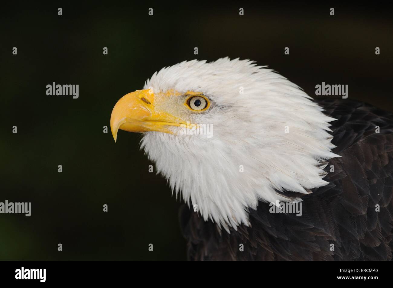 American bald eagle accipitridae hi-res stock photography and images ...