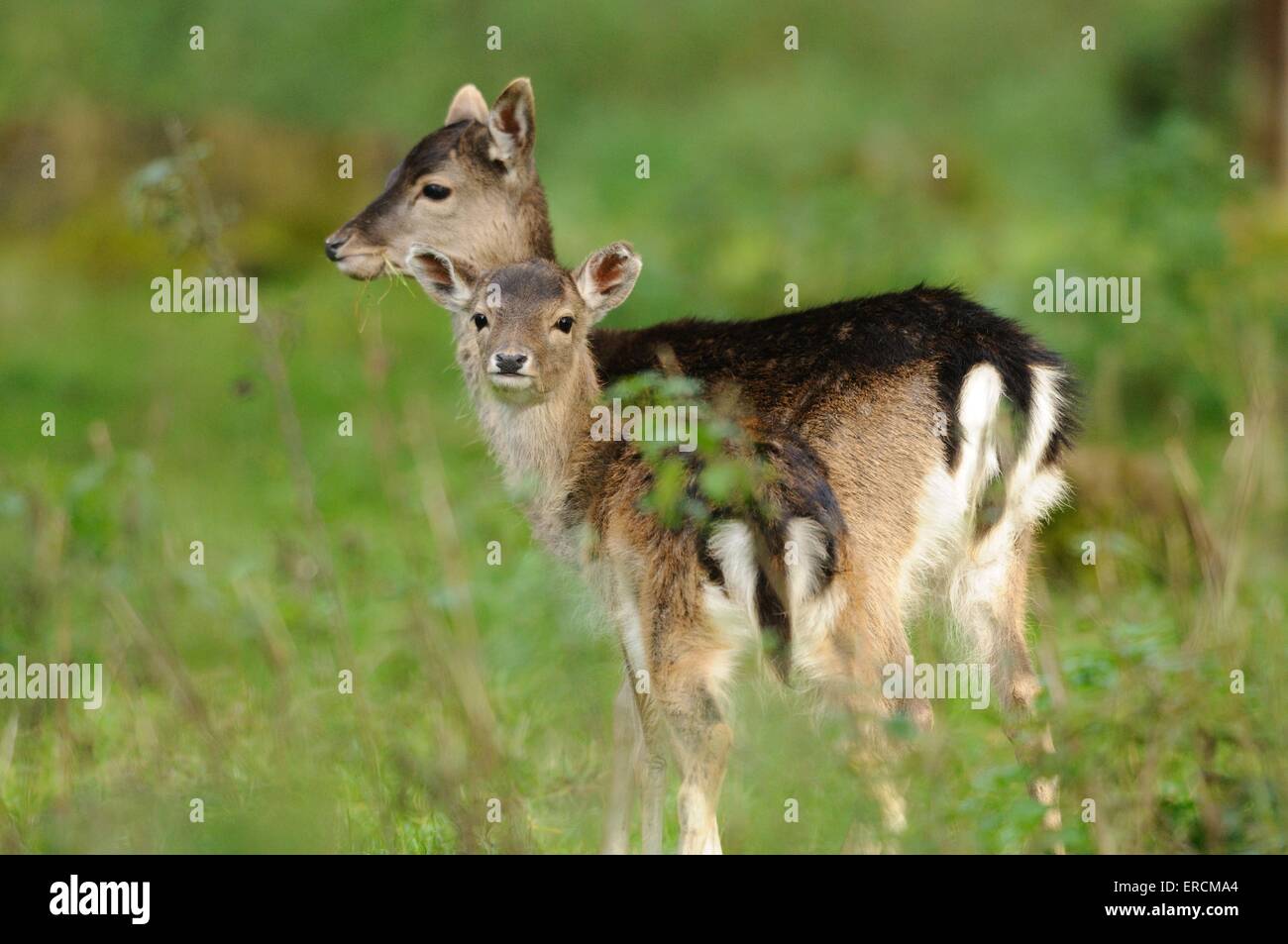 Baby fallow deer hi-res stock photography and images - Alamy