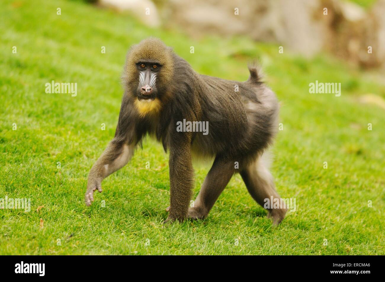 Side view of mandrill hi-res stock photography and images - Alamy