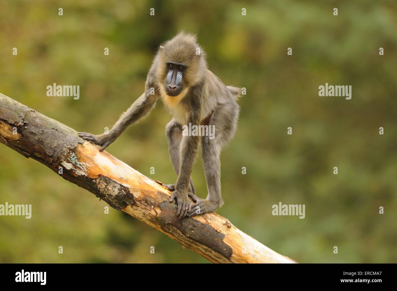 Mandrill tree hi-res stock photography and images - Alamy
