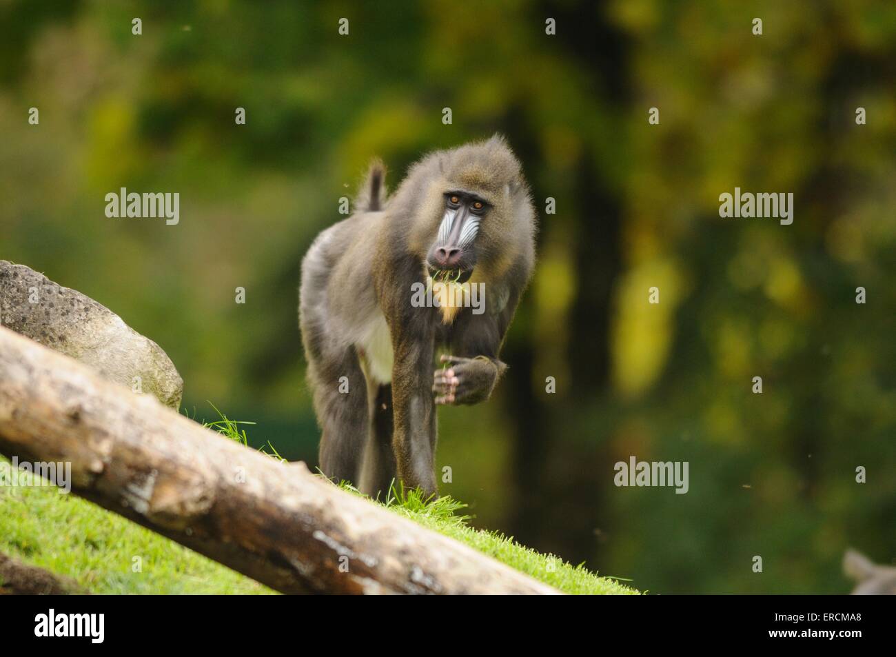 Mandrill tree hi-res stock photography and images - Alamy