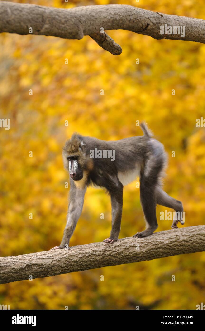 walking Mandrill Stock Photo - Alamy