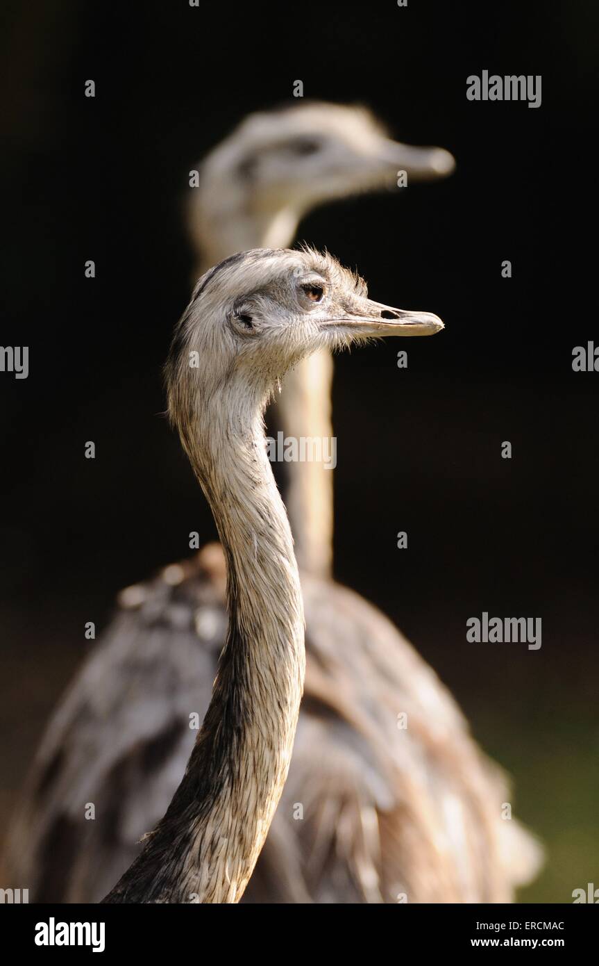 Common Rheas High Resolution Stock Photography and Images - Alamy