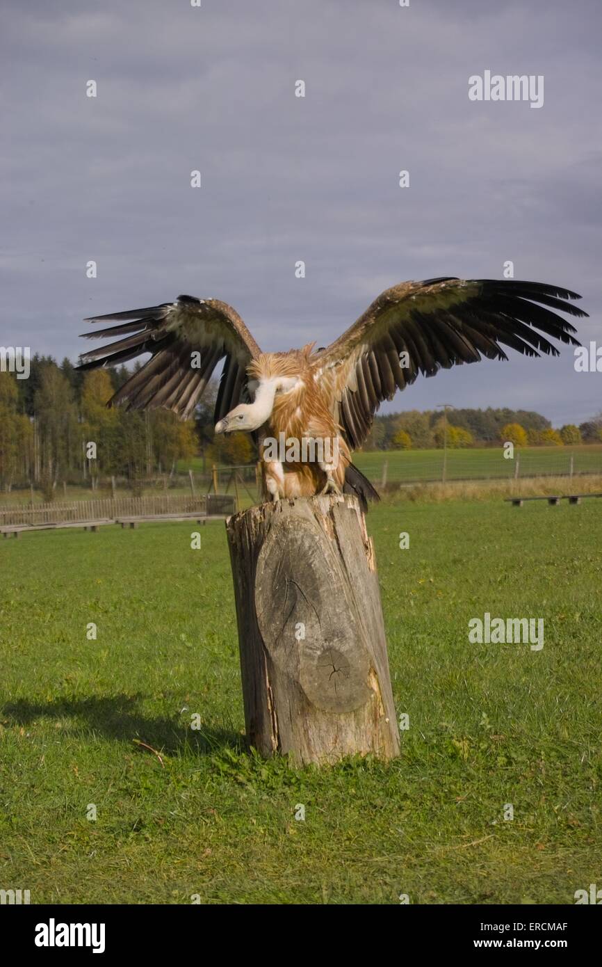 Wingspan size hi-res stock photography and images - Alamy
