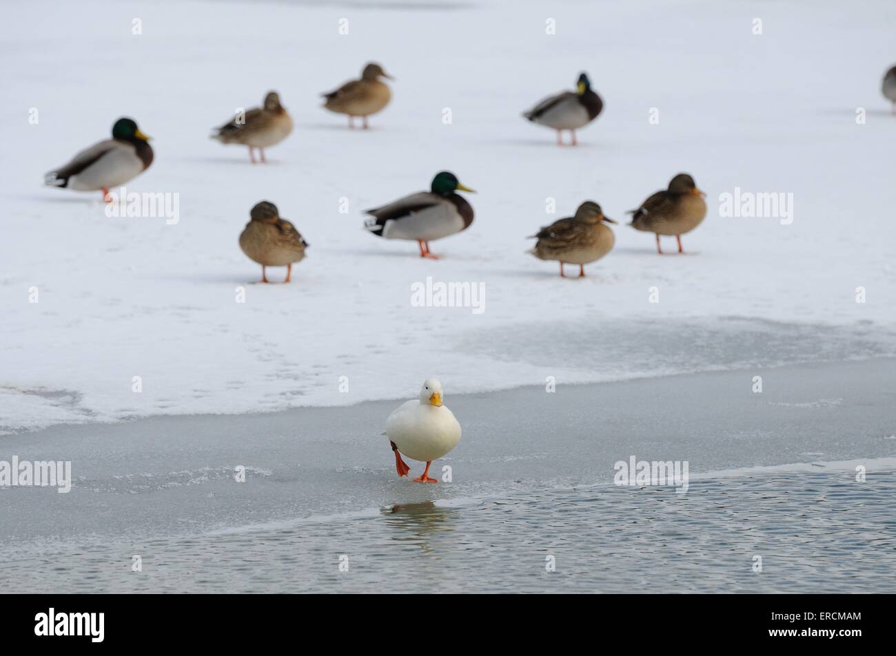 Domestic ducks ice hi-res stock photography and images - Alamy