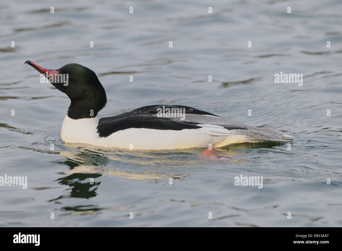 Goosander swim hi-res stock photography and images - Alamy