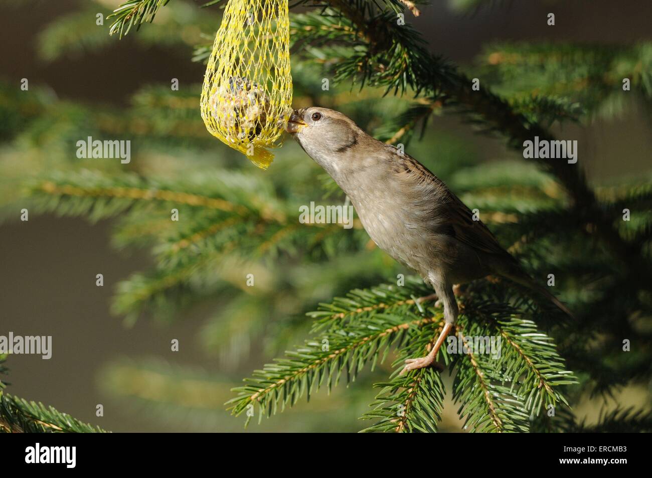 Fat house sparrow hi-res stock photography and images - Alamy