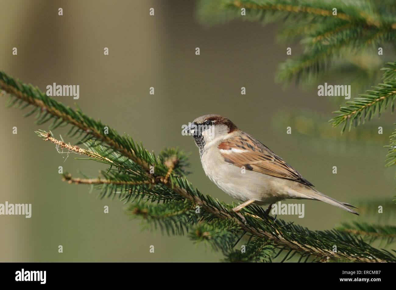 English sparrow branches hi-res stock photography and images - Alamy