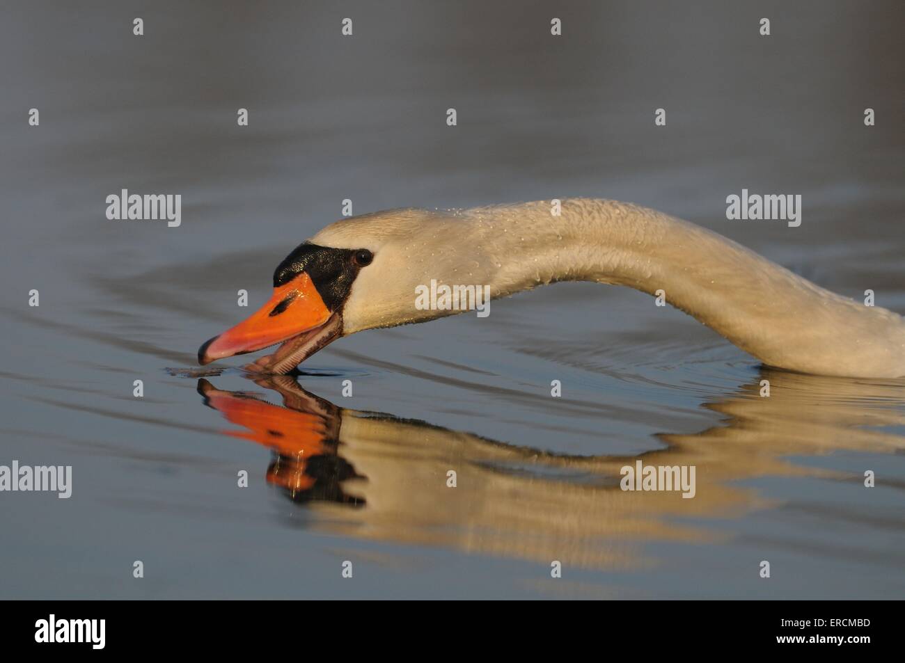 Adult swan beak open hi-res stock photography and images - Alamy