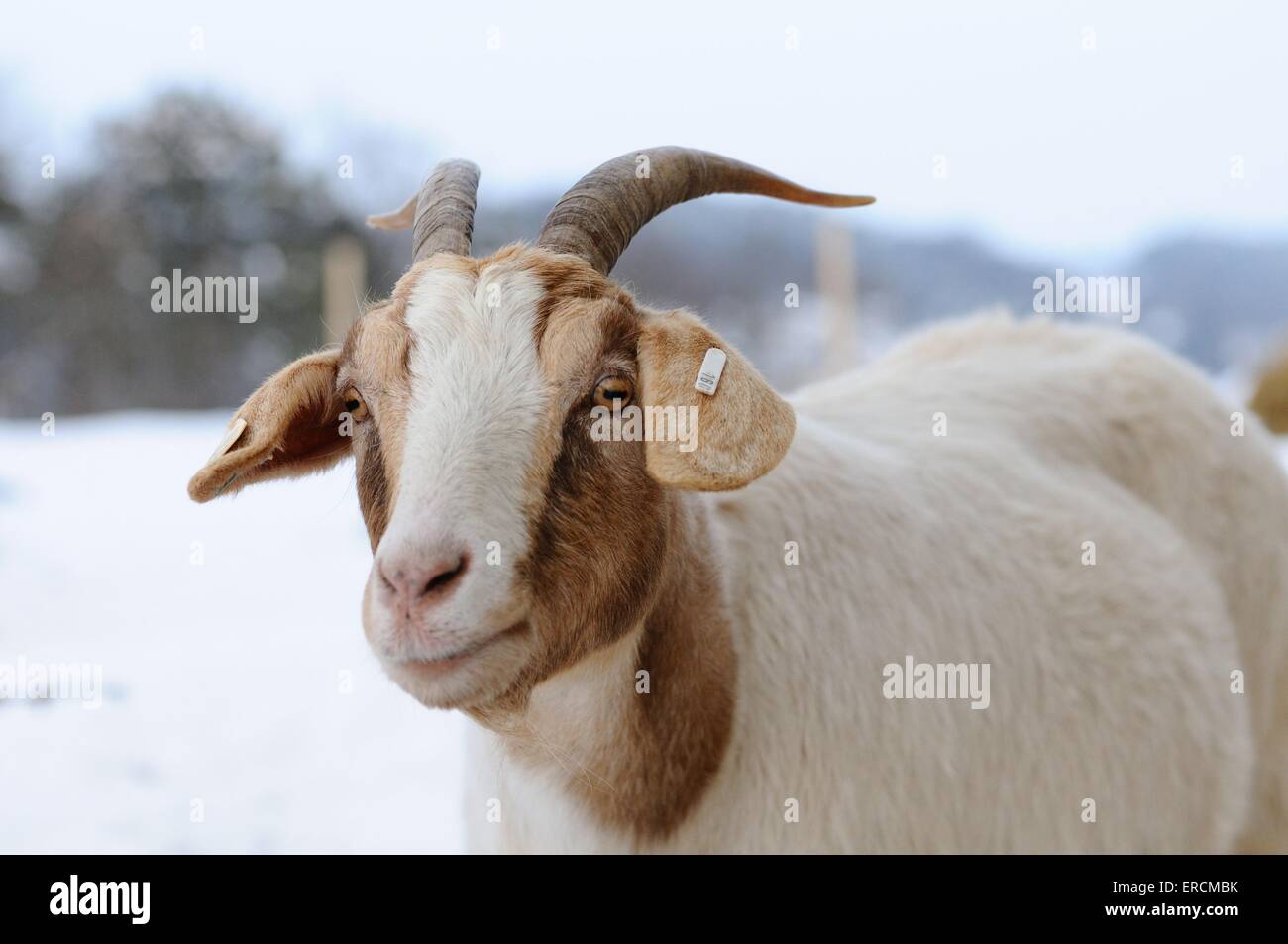 Snowy goat hi-res stock photography and images - Alamy