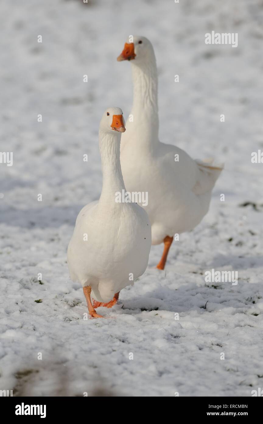 Domesticated geese hi-res stock photography and images - Alamy