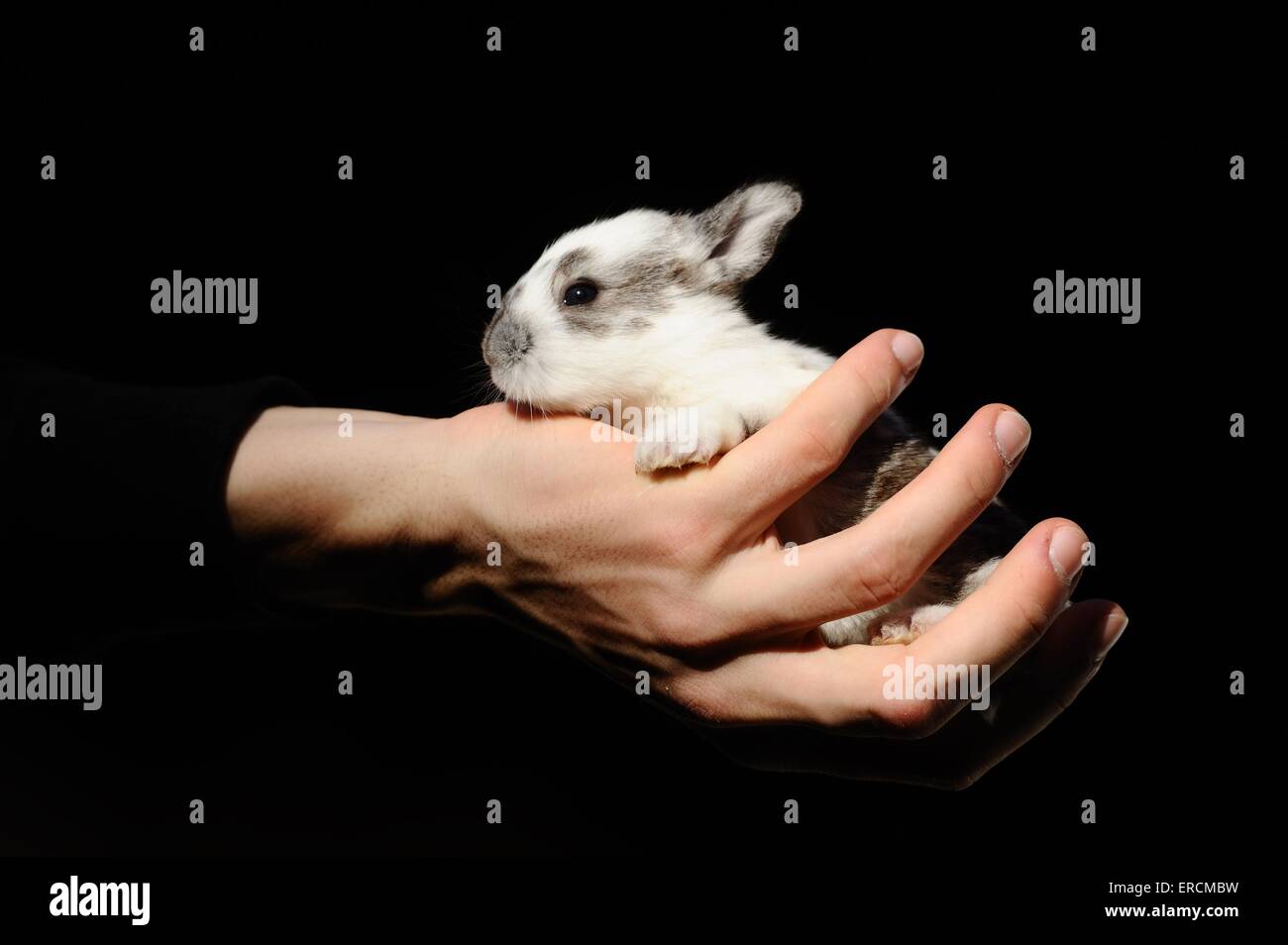 Human and bunny hi-res stock photography and images - Alamy