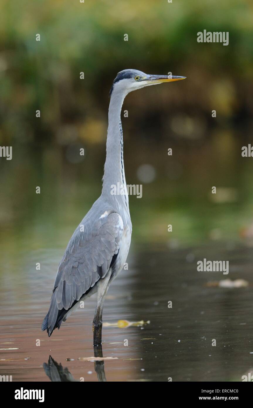 Grey heron riverbank hi-res stock photography and images - Alamy