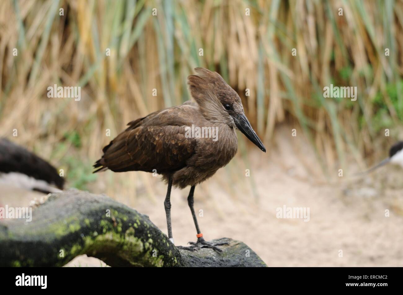 Hamerkops hi-res stock photography and images - Alamy
