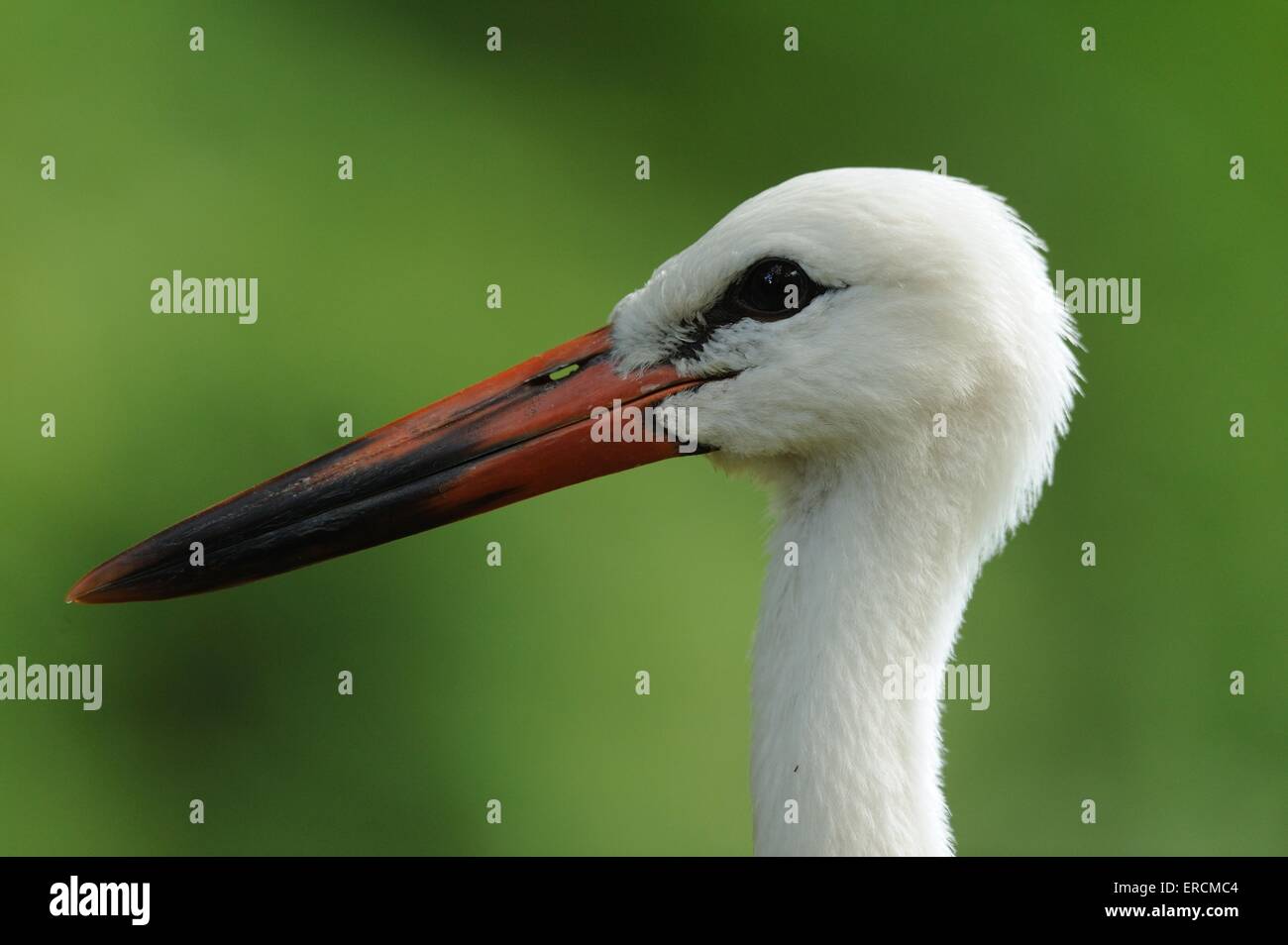 Stork portraits hi-res stock photography and images - Alamy