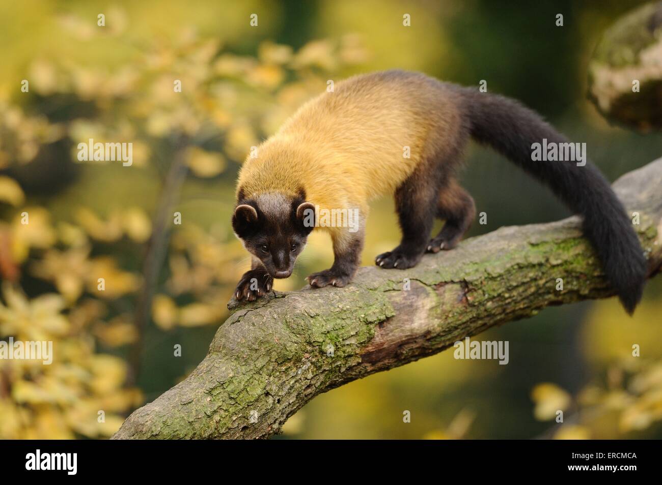 Yellow throated marten hi-res stock photography and images - Alamy