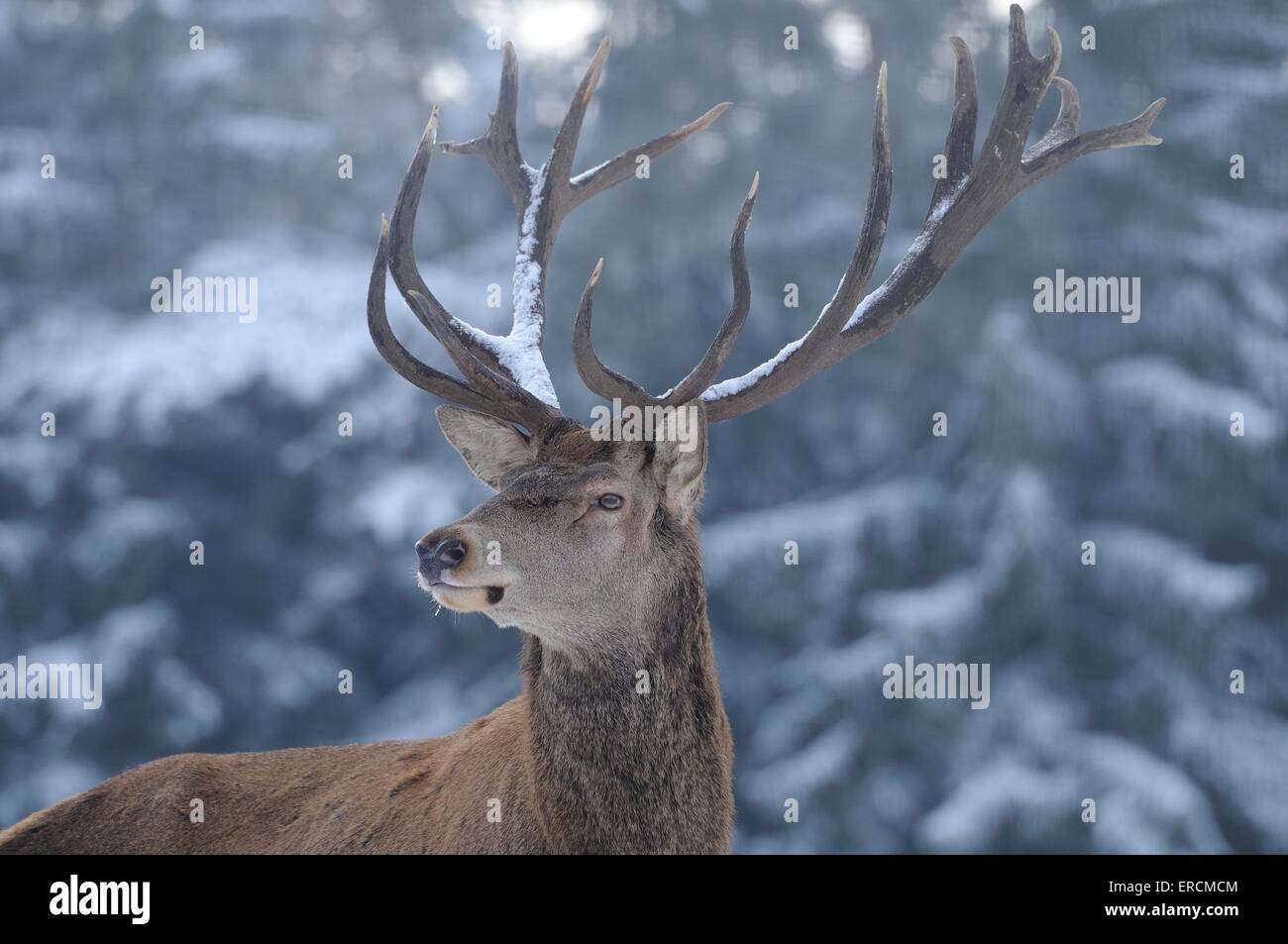 Stag heads hi-res stock photography and images - Alamy