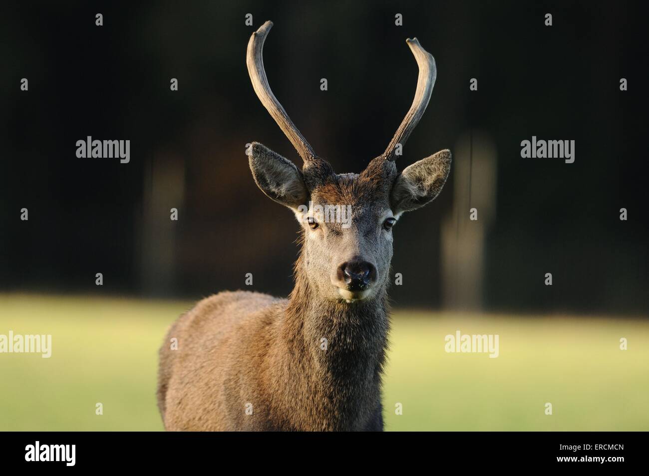 Stag heads hi-res stock photography and images - Alamy
