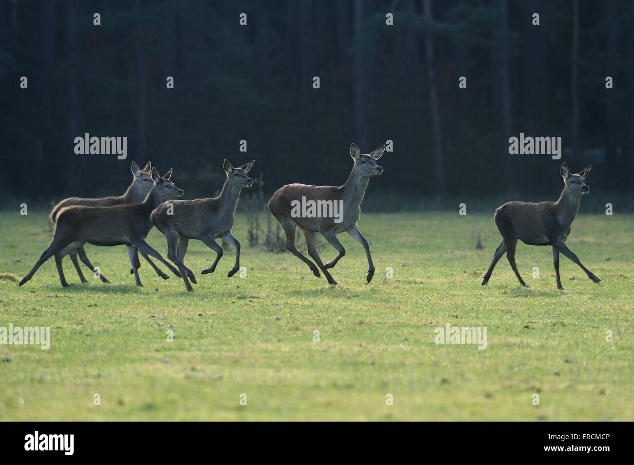 Five Deer High Resolution Stock Photography and Images - Alamy