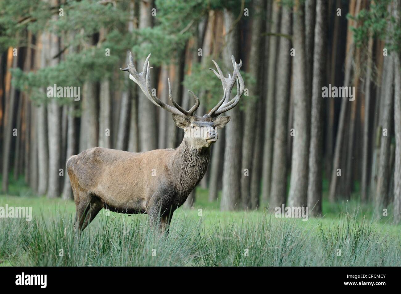 Stag view hi-res stock photography and images - Alamy