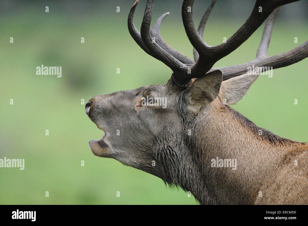 Stag view hi-res stock photography and images - Alamy