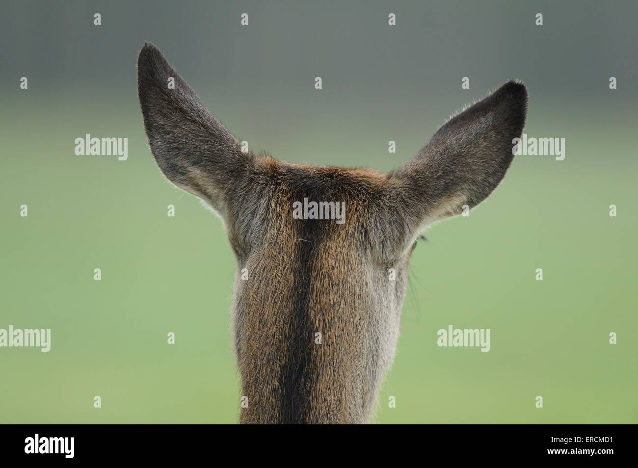 Deer rear view hi-res stock photography and images - Alamy