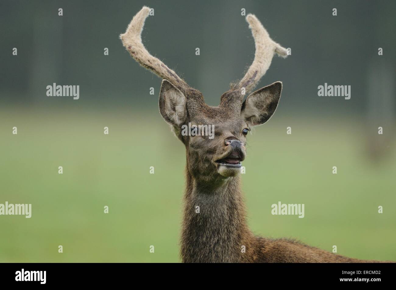 Stag heads hi-res stock photography and images - Alamy
