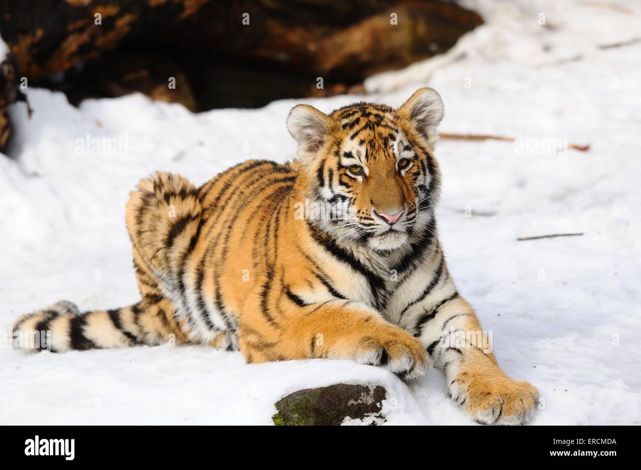 young Siberian Tiger Stock Photo - Alamy